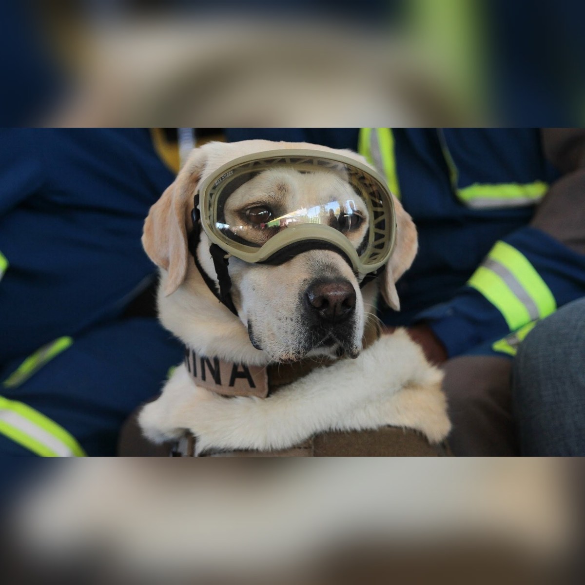 Murió Frida, la perrita rescatista – Noticias de Aquí