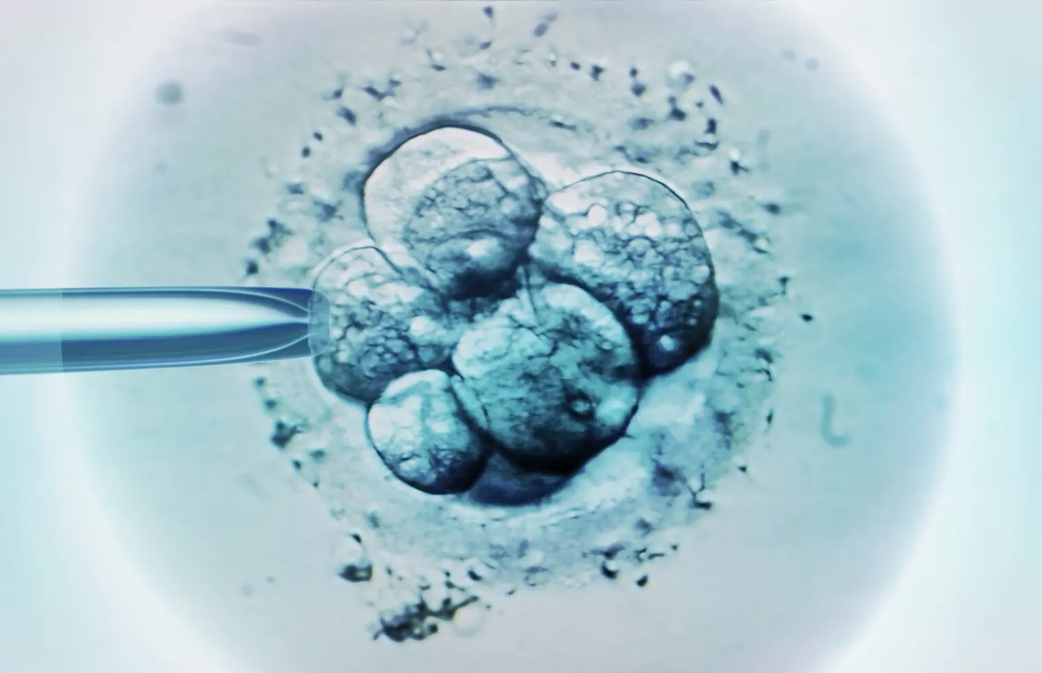 Científicos crearon un modelo de embrión humano sin óvulos, esperma o ...