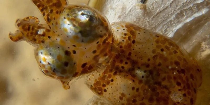 Descubren dos especies de calamares pigmeos en Japón – Noticias de Aquí