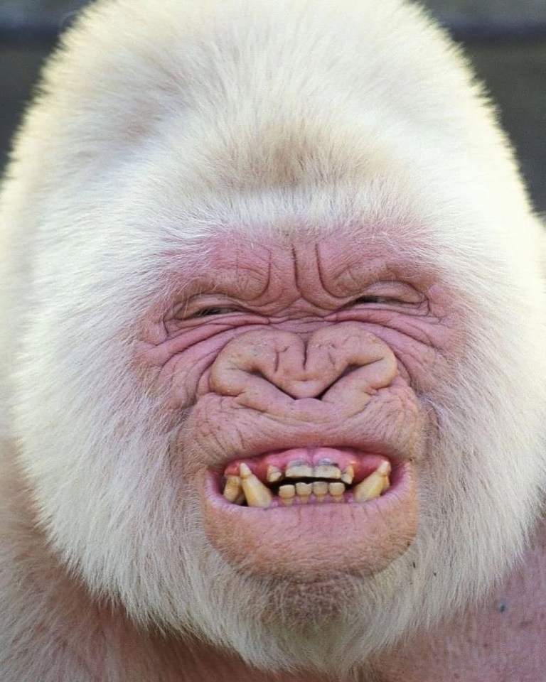 Conoce a Copito de Nieve, el único gorila albino del mundo – Noticias ...