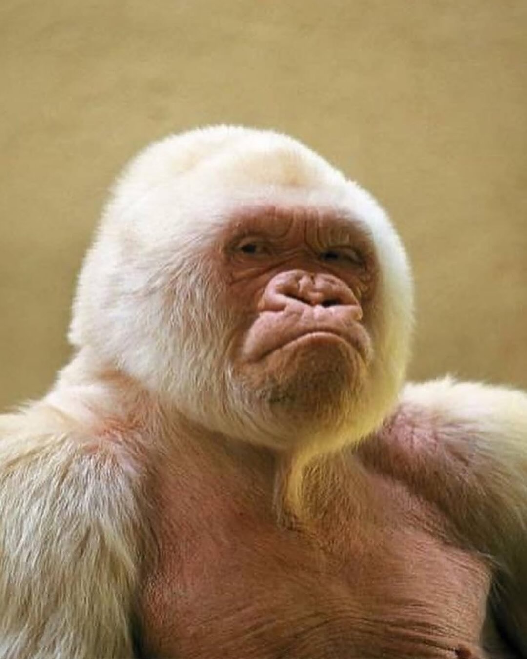 Conoce a Copito de Nieve, el único gorila albino del mundo – Noticias ...
