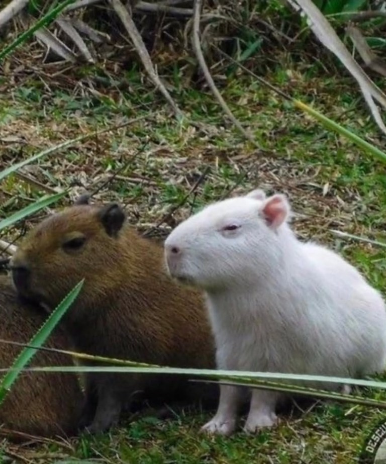 Una aparición tan rara como hermosa: captaron un capibara albino en la ...