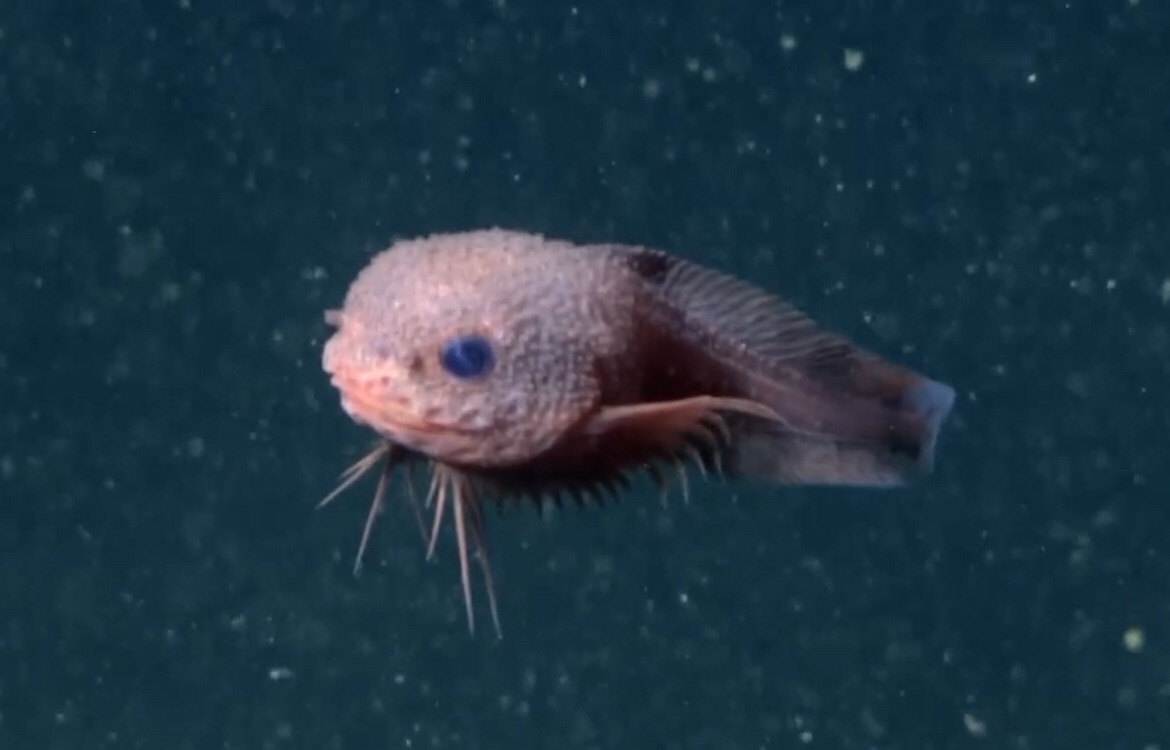 Descubren nueva especie de pez caracol en las profundidades del ...