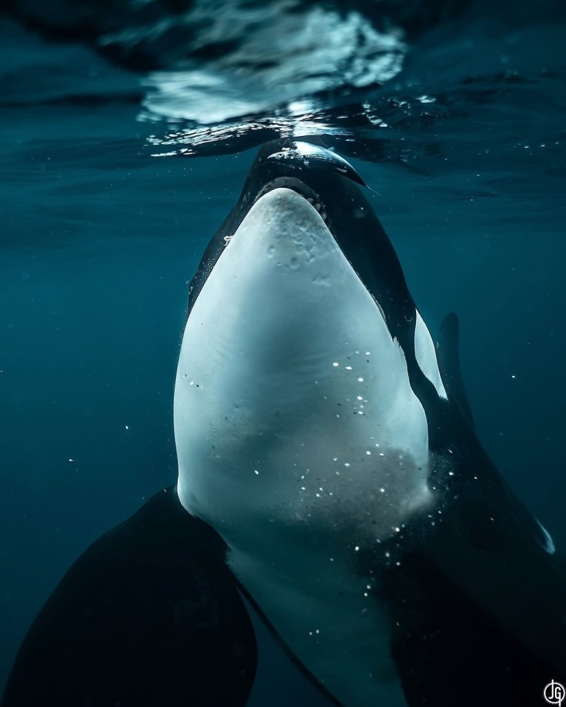 «Este tipo me robó mi arenque»: Fotógrafo captura impresionante imagen ...